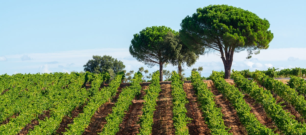 French Wine Buying Guide for Languedoc – Celerier's Cellar